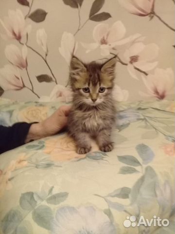 Очень маленький и пушистый