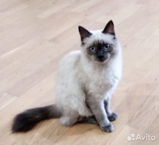 Отдам котенка (Тойбоб, 4 мес.)