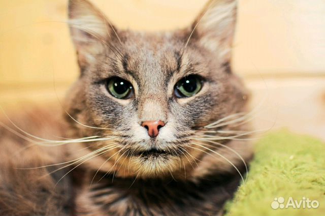 Принц ищет дом