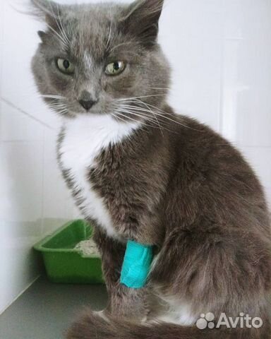 Сэр Томас Котецкий ищет дом и семью