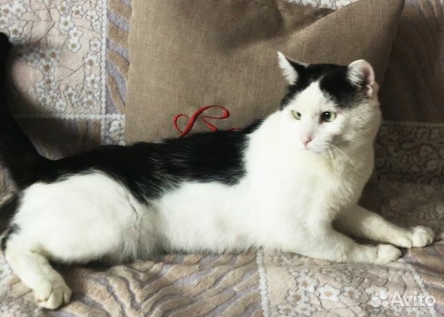 Степа ищет дом