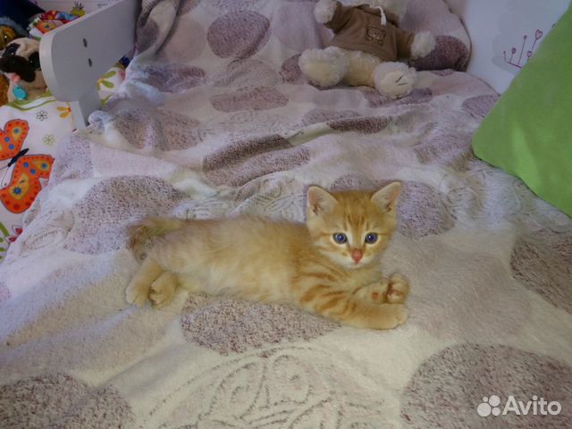 Солнечные рыжие котята в добрые руки