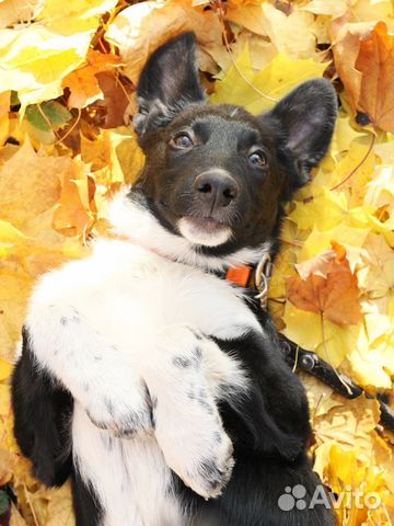 Суперский щенок Брют ищет дом