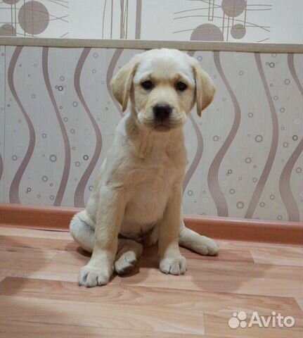 Чудесные палевые девочки