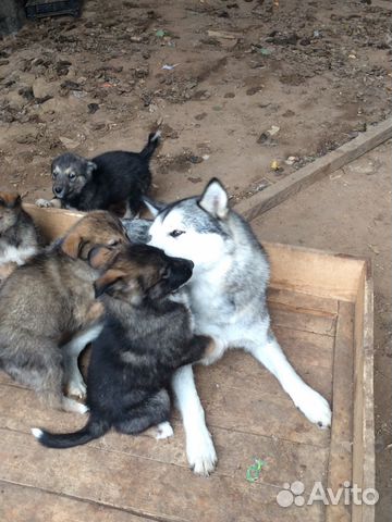 Щенки метисы маломут
