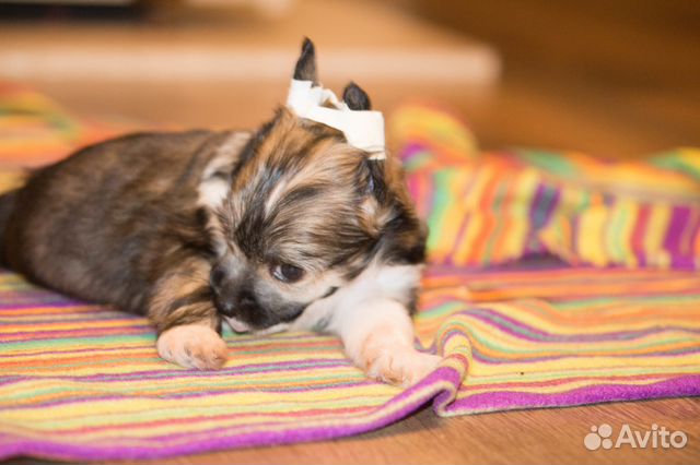 Пуховый щенок