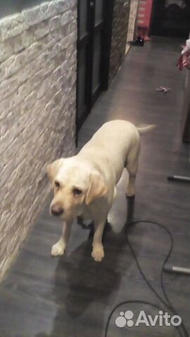 Отдам в добрые руки