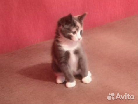 Котенок японский бобтейл