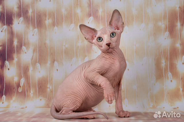 Шоколадный котик Йося)