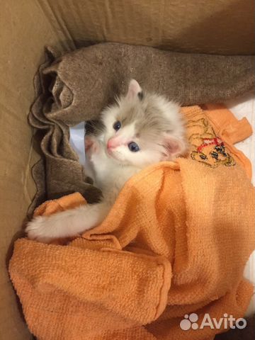 Нереальной красоты котенок :)