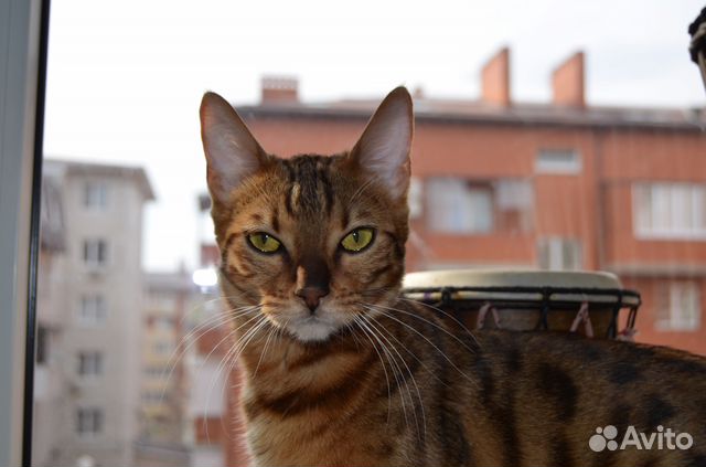 Ищу новую хозяйку для нашей любимой Кисы