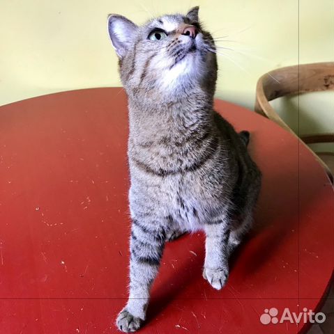 Прелестная цирковая кошечка ищет хозяев