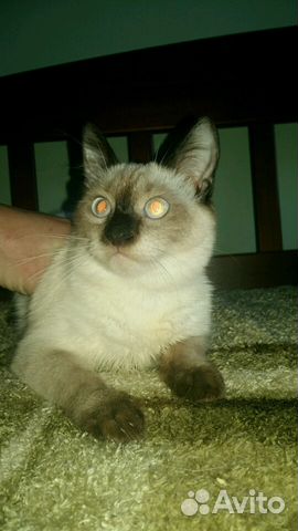 Молодой котик 4х мес