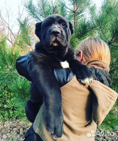 Среднеазиатская овчарка