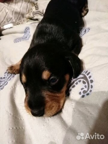 Щенки таксы