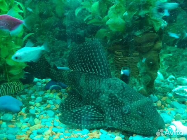 Сом анциструс (парчовый)
