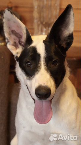 Метис Боня ищет семью