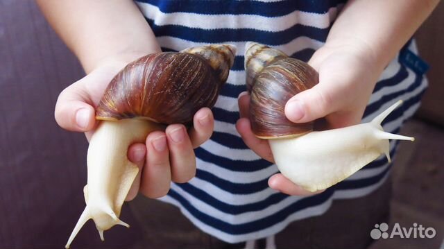 2 взрослые улитки Ахатины