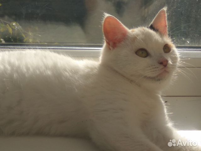 Мягкая, белая, очень спокойная