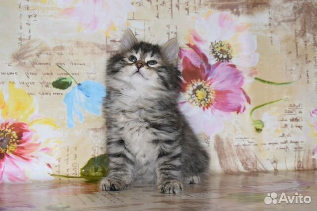 Чудо курбобики