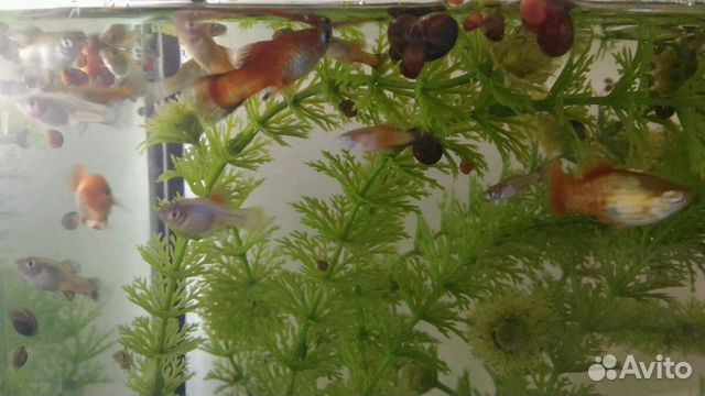 Пецилия подростки