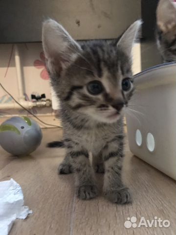 Котята бесплатно