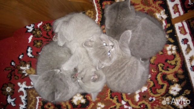 Британских милых котят