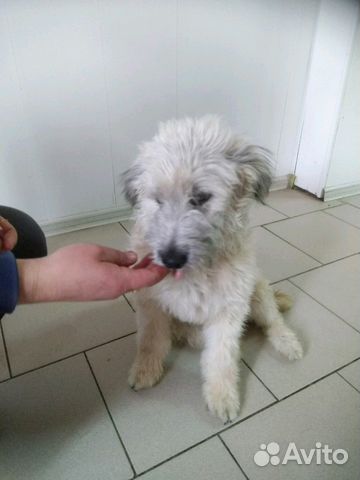 Щенок болонки, фландрский бувье