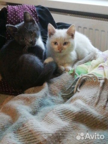 Котенок