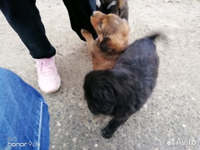 Смотрите какие маленькие миленькие щенята ищут сво