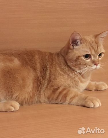 Вязка британец