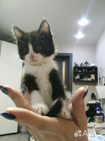 Киска в добрые руки