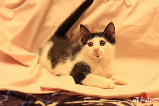 Кошечка - крошечка