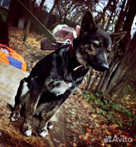 Мальчик Кузя - ушастый очаровашка в хорошие руки