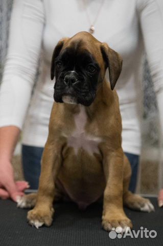 Щенки боксера