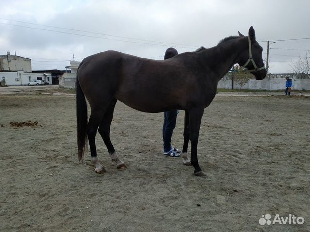 Продаются лошади