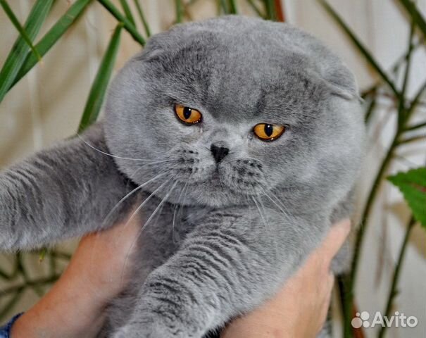 Вязка с Шотландскими и Британскими котами