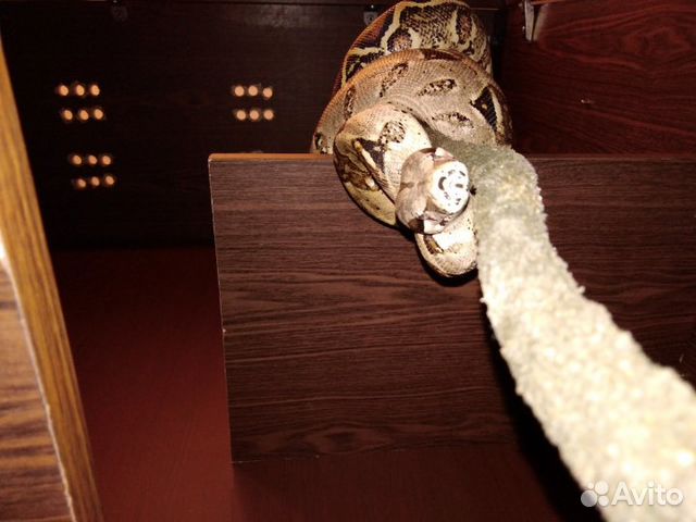 BOA constrictor Удав Императорский+весь инвентарь