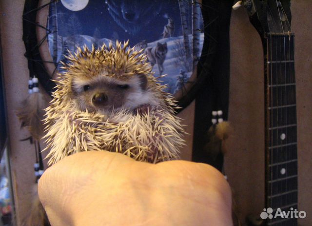 Колючее счастье (Африканский карликовый ежик)