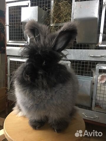 Крольчихи Ангора