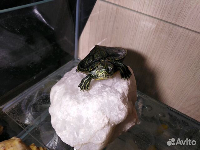 Красноухие черепахи