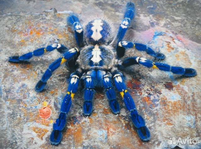 Птицеед Poecilotheria metallica