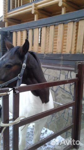 Пегий мерин