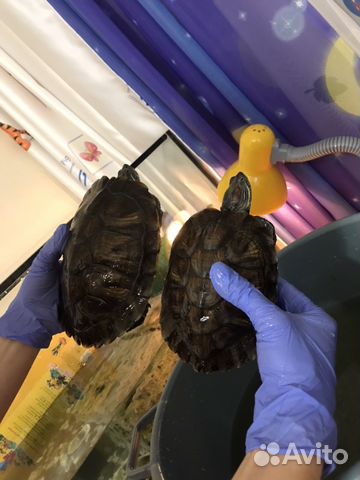 Черепахи красноухие с аквариумом