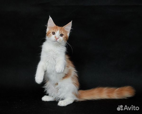 Котенок девочка мейн-кун