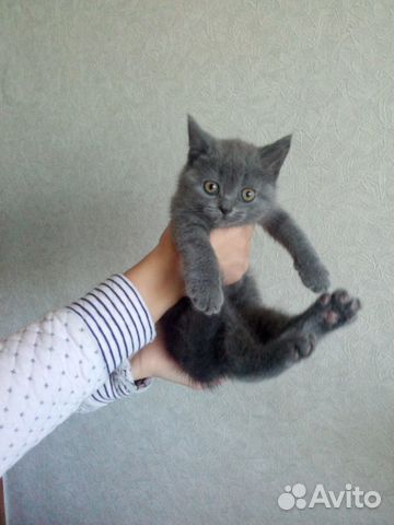 Кошечка 4-х месяцев
