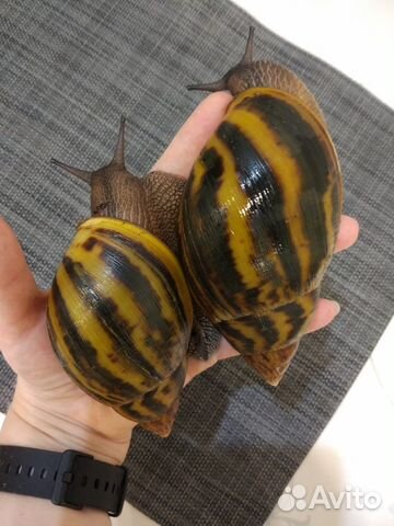 Улитки пара achatina achatina тигр