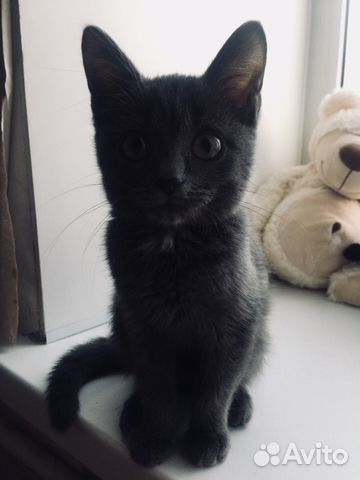 Домашнее животное(котенок)