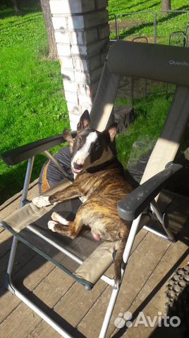 Миниатюрный бультерьер. Домашний любимец в семью