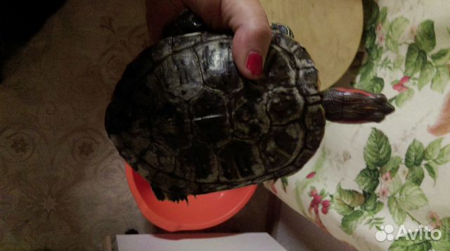 Отдам красноухую черепаху в дар